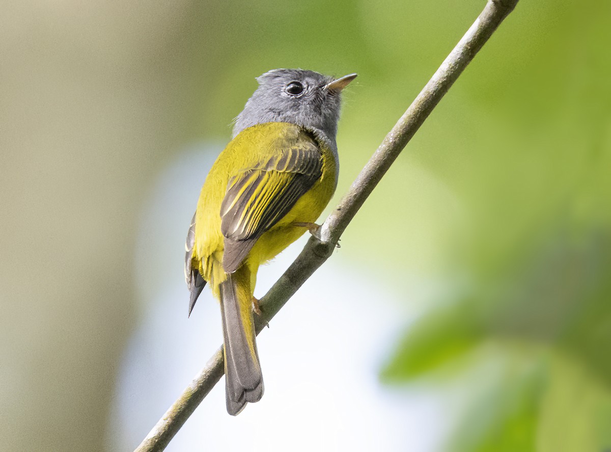 ML615395147 - Gray-headed Canary-Flycatcher - Macaulay Library