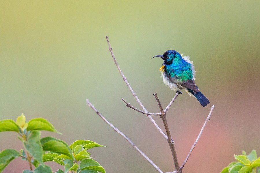 Variable Sunbird (White-bellied) - eBird