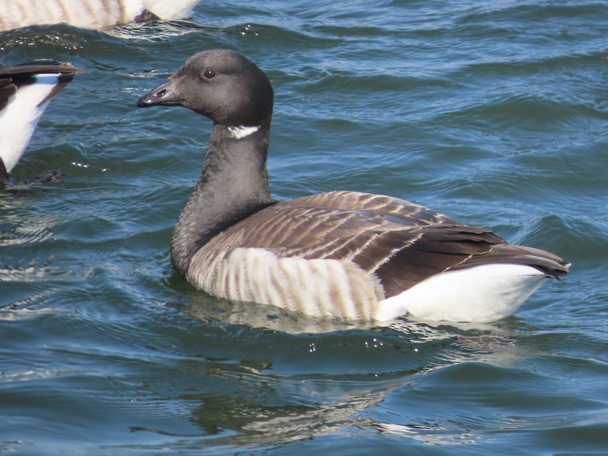 eBird Checklist - 27 Feb 2024 - Shark River Inlet - 11 species