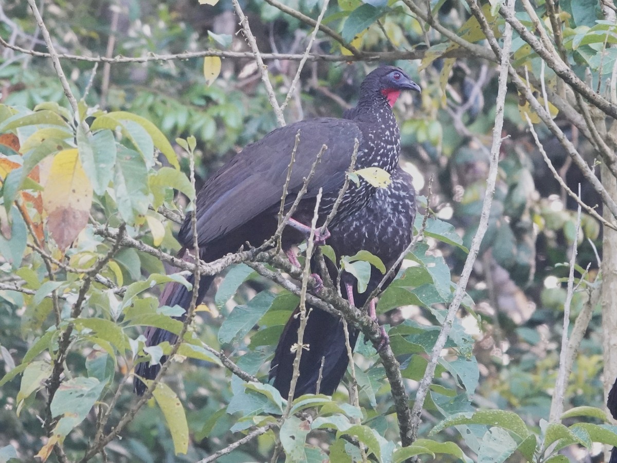 eBird Checklist - 27 Feb 2024 - Curi-Cancha Refugio de Vida Silvestre ...