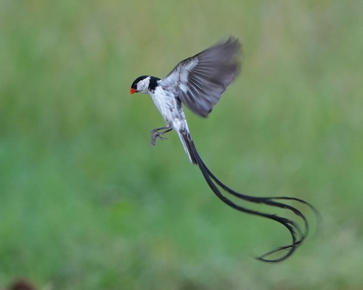ML615434821 - Pin-tailed Whydah - Macaulay Library