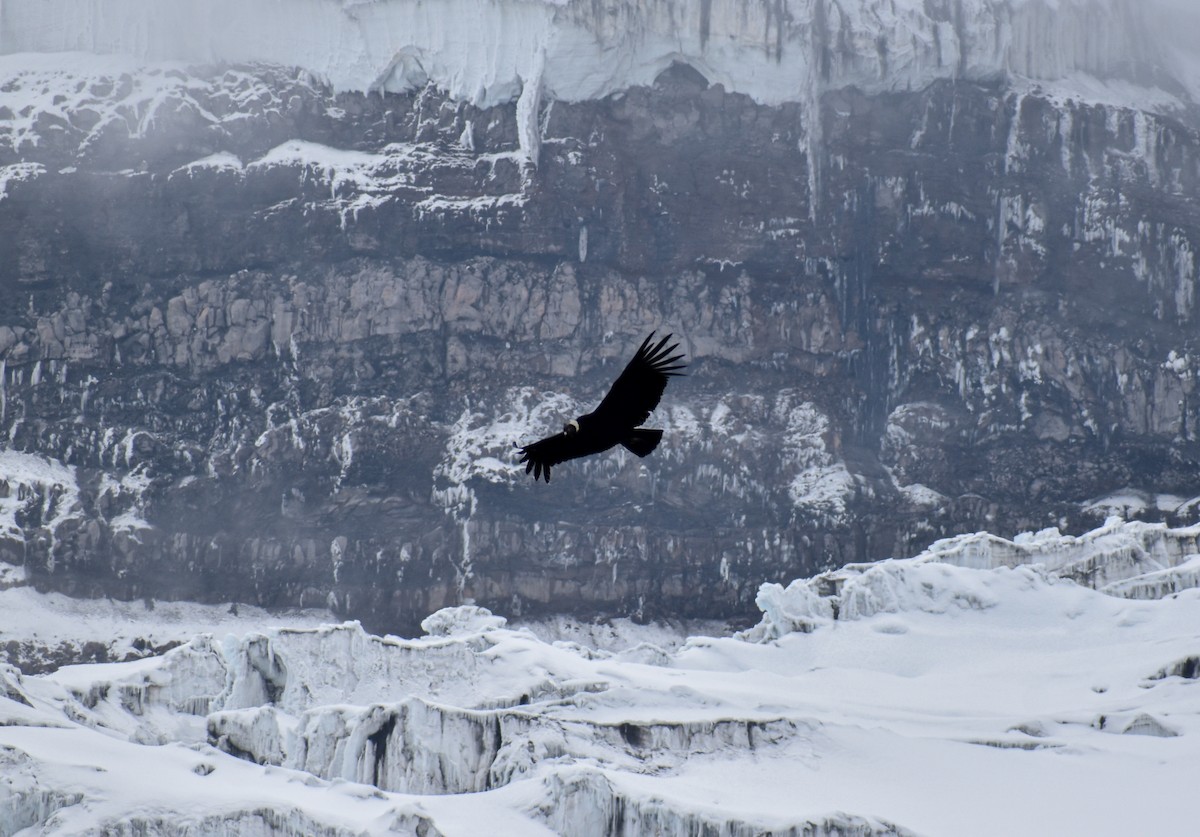 eBird Checklist - 4 Feb 2024 - Refugio José Rivas (Cotopaxi) - 1 species