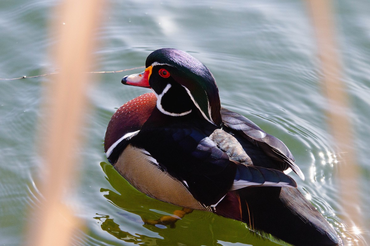 eBird Checklist - 24 Feb 2024 - Toronto--High Park (duck ponds) - 9 species