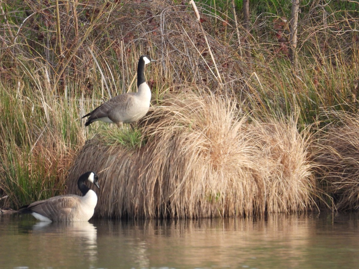 eBird Checklist - 29 Feb 2024 - Merced River--Lake McClure Rd. below ...