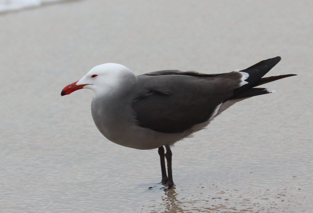 eBird Checklist - 29 Feb 2024 - Frank Rendon Park/Daytona Beach Shores ...