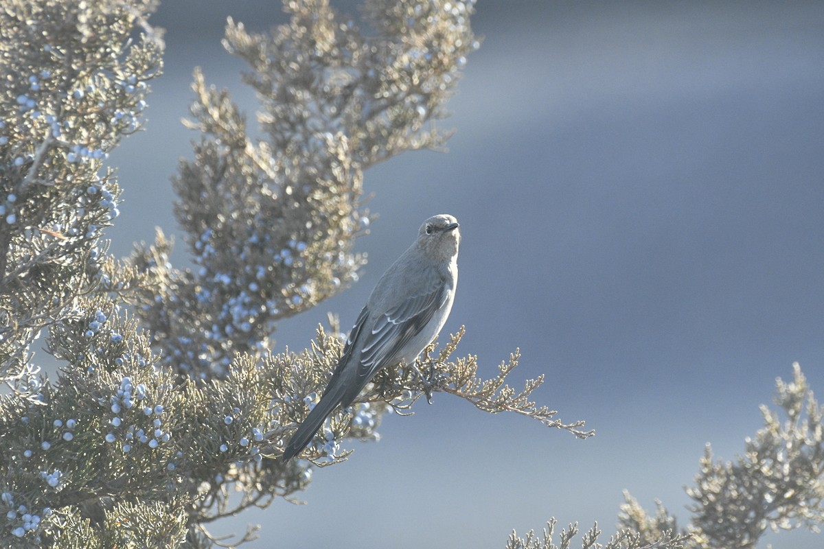 eBird Checklist - 29 Feb 2024 - Kaposia Landing - 1 species