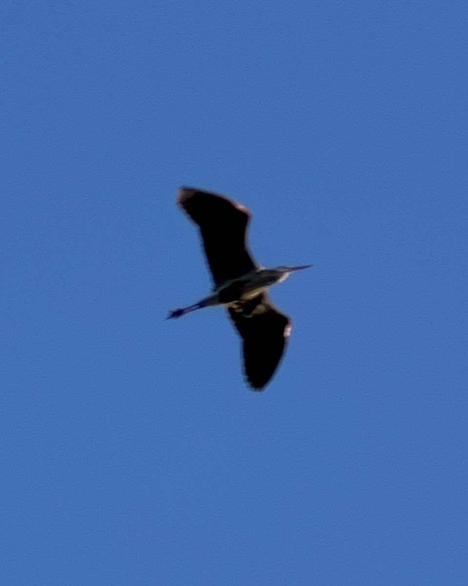 eBird Checklist - 29 Feb 2024 - Conowingo Park - 13 species