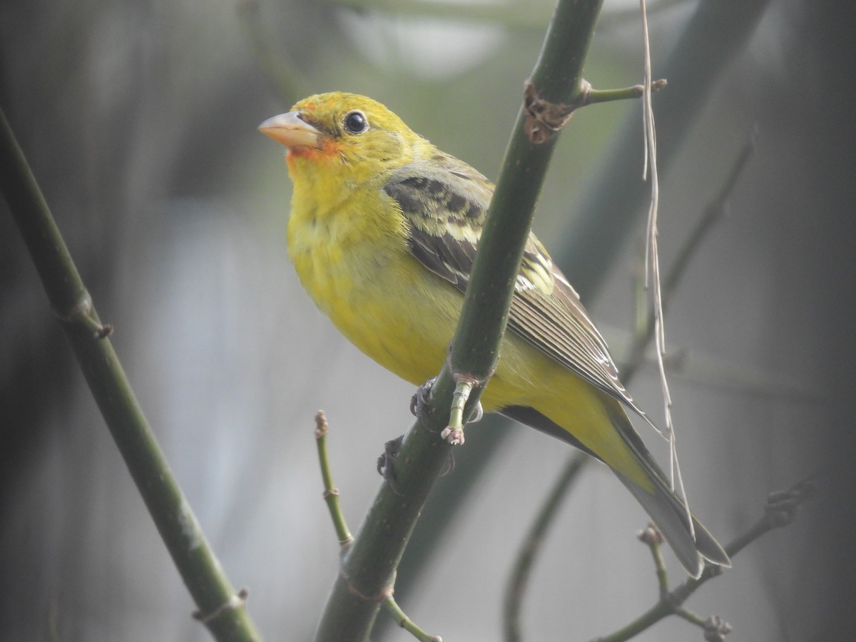 ML615507219 - Western Tanager - Macaulay Library