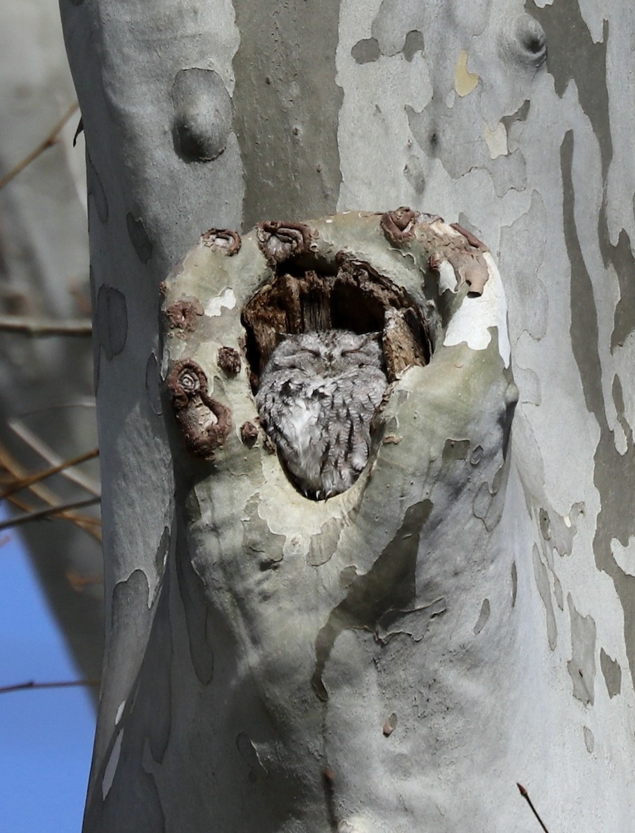eBird Checklist - 1 Mar 2024 - Rocky River Reservation--Mastick Woods ...