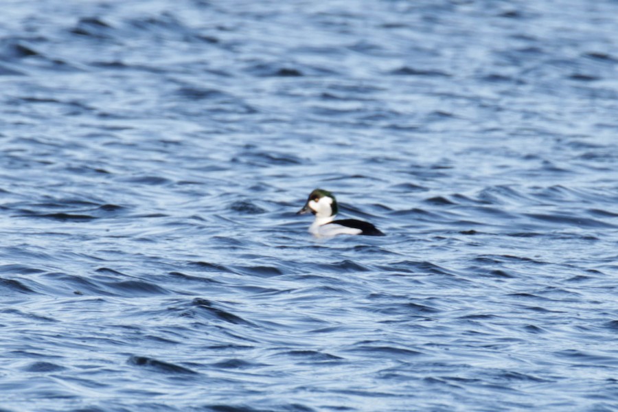 Bufflehead x goldeneye sp. (hybrid) - eBird