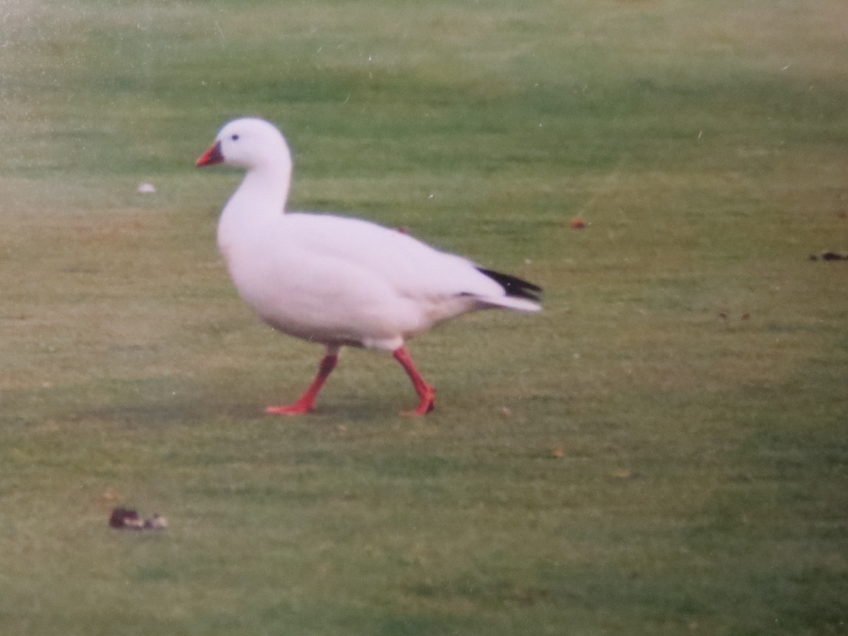 ML61553521 - Ross's Goose - Macaulay Library