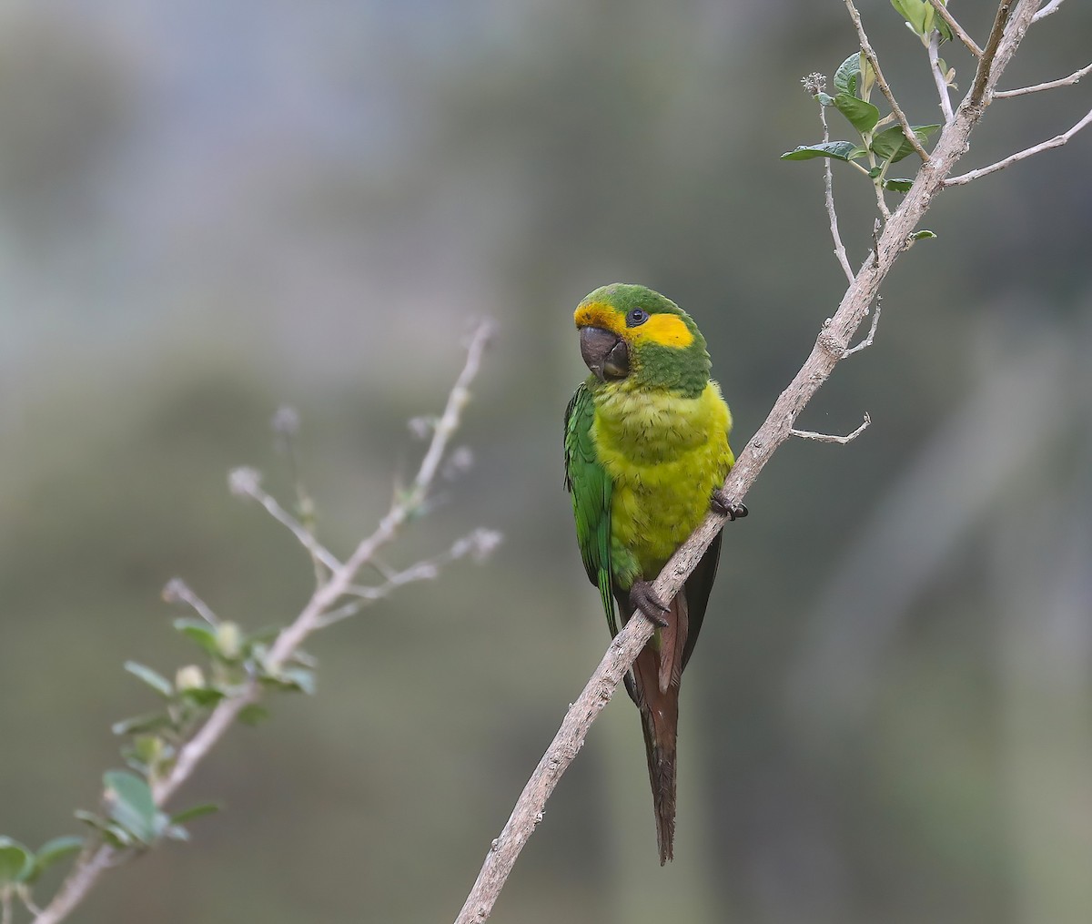 ML615537991 - Yellow-eared Parrot - Macaulay Library