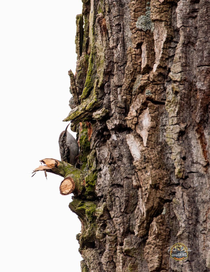 Eurasian/Short-toed Treecreeper - eBird