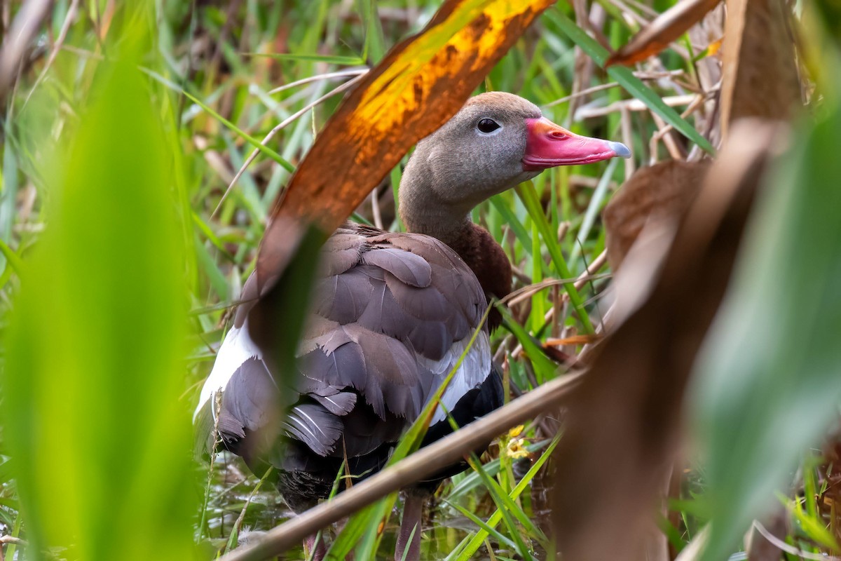ML615545786 - Black-bellied Whistling-Duck - Macaulay Library