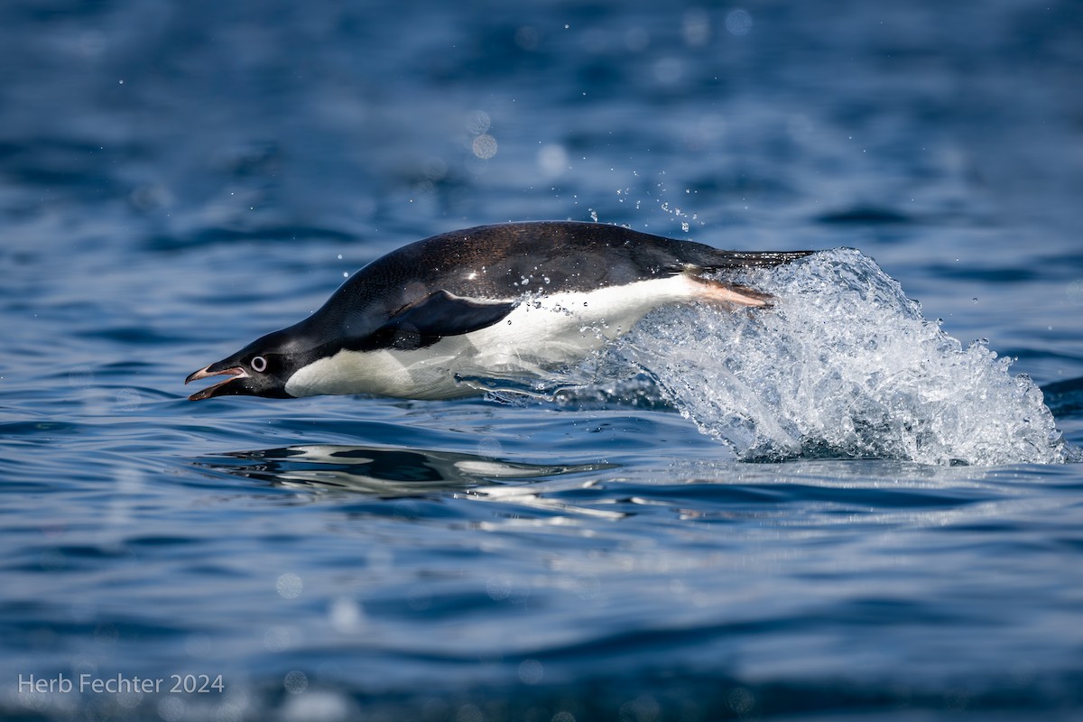 ML615546405 - Adelie Penguin - Macaulay Library