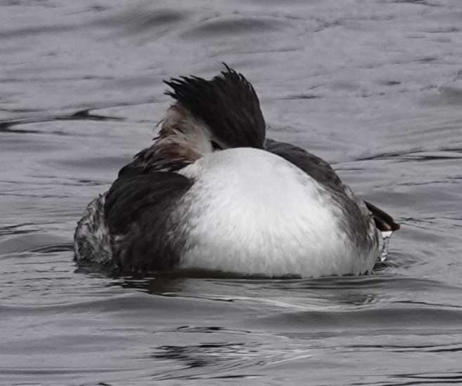 ML615548619 - Great Crested Grebe - Macaulay Library