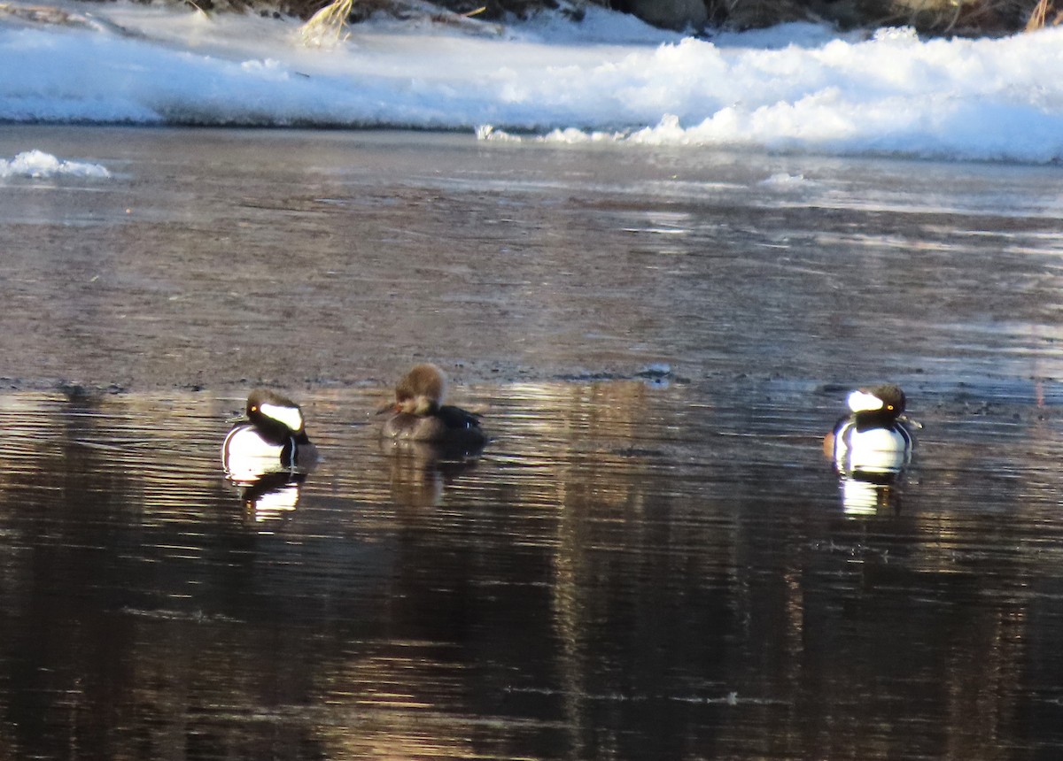 eBird Checklist - 2 Mar 2024 - ME, Unity College; MBA quad Unity-NW ...