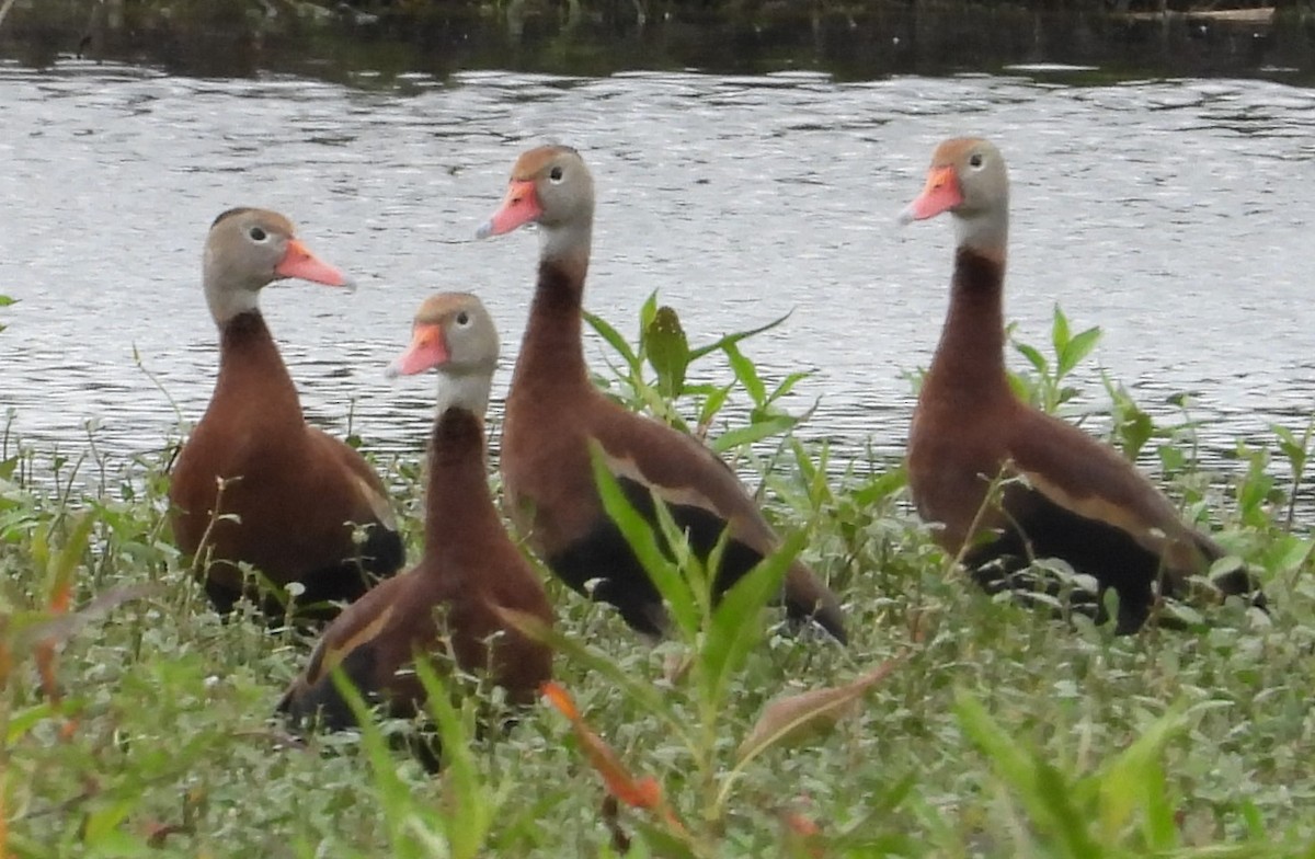eBird Checklist - 2 Mar 2024 - Stormwater Treatment Area 1E--Auto ...