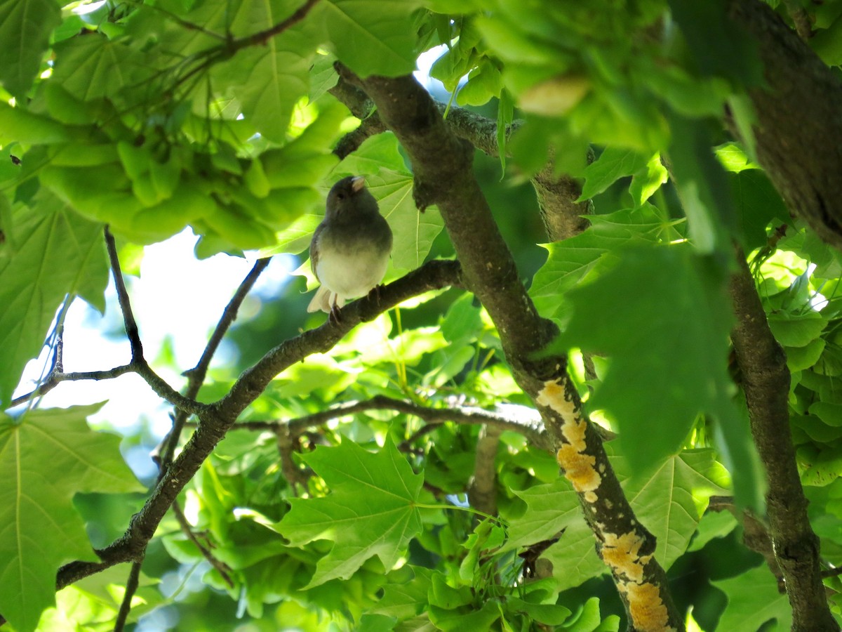 eBird Checklist - 20 Jun 2017 - Gensemer Farm - 9 species
