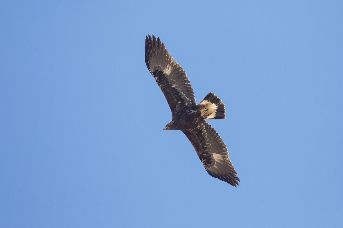 eBird Checklist - 2 Mar 2024 - Arizona National Scenic Trail, Nogales ...