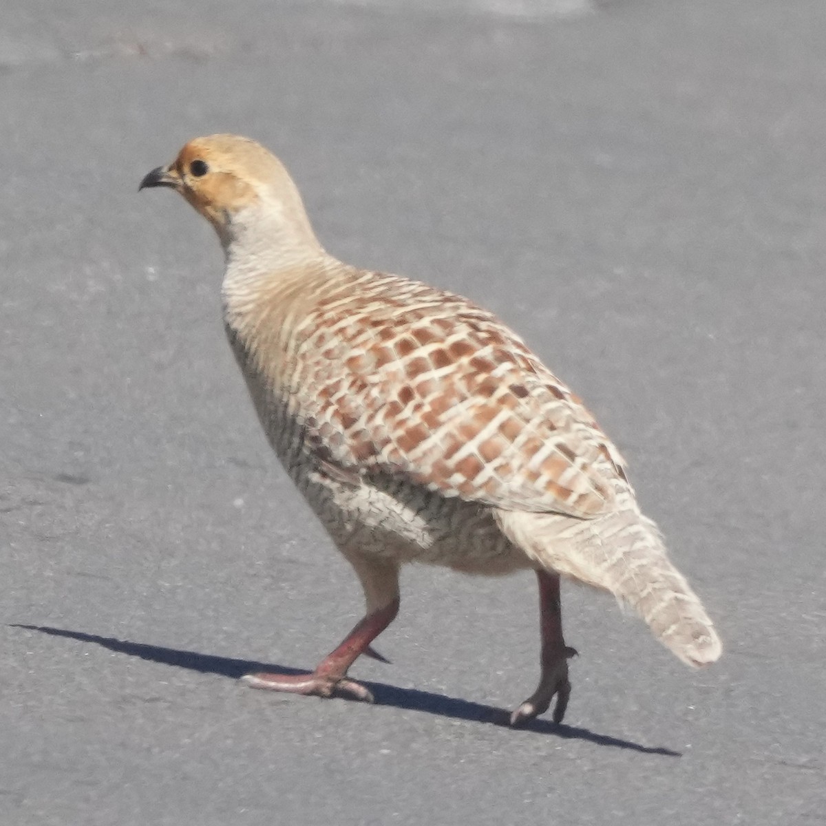 eBird Checklist - 2 Mar 2024 - Polipoli State Park - 3 species