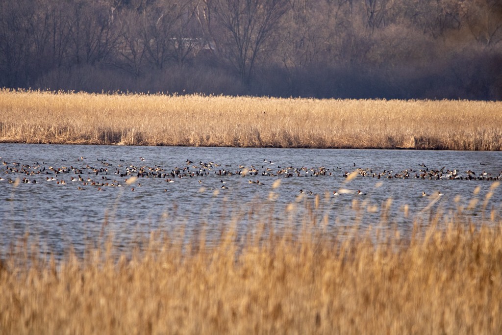 eBird Checklist - 3 Mar 2024 - Tichigan SWA (general) - 22 species