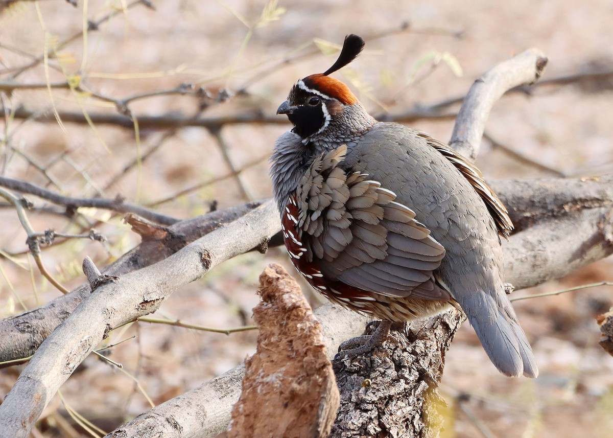 eBird Checklist - 25 Feb 2024 - Shinumo - 10 species