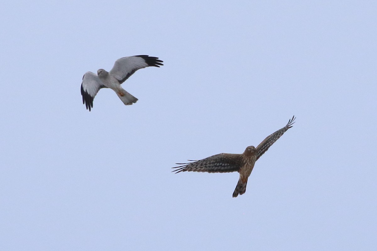 ML615593096 - Northern Harrier - Macaulay Library