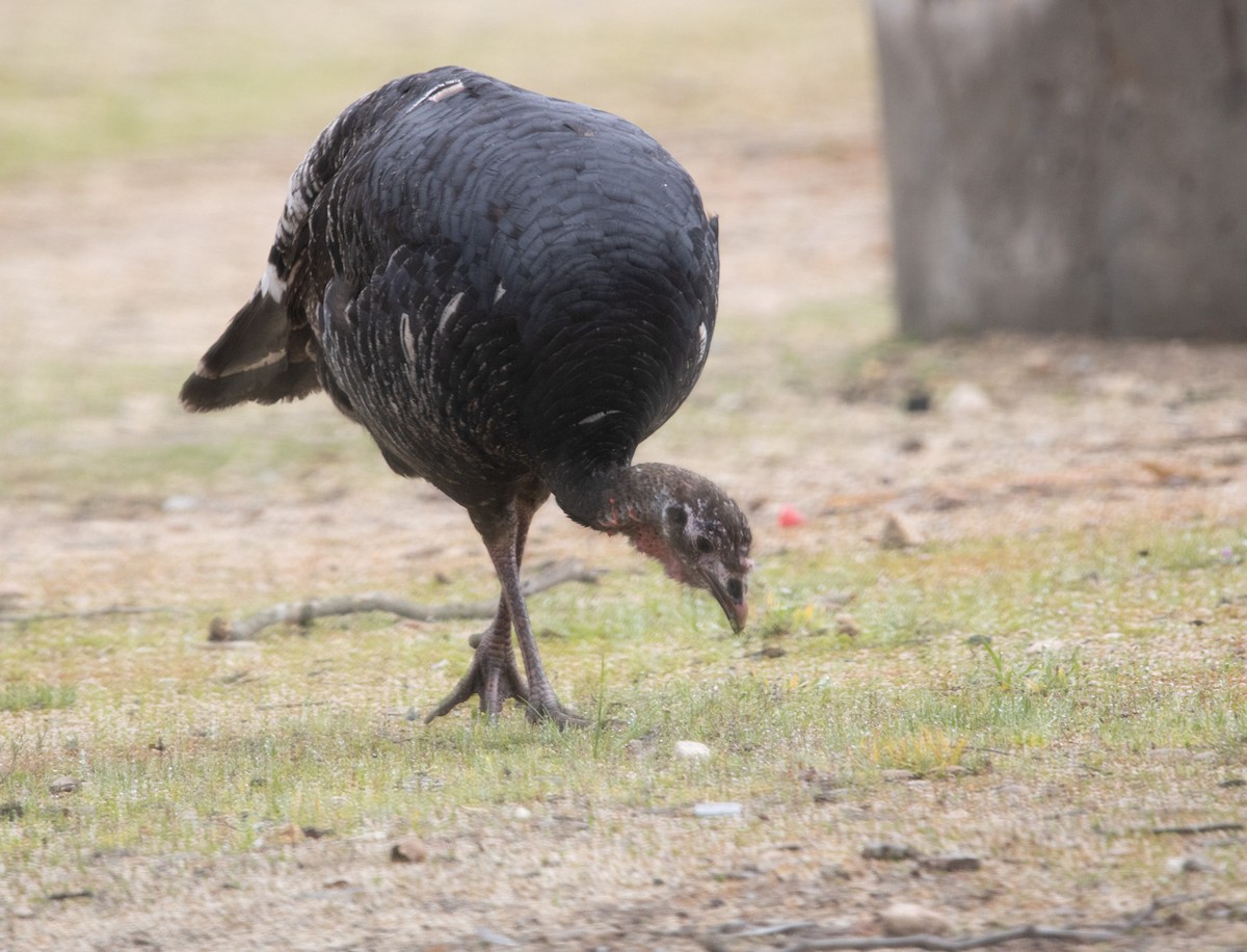 eBird Checklist - 3 Mar 2024 - Vail Lake Resort - 45 species (+1 other ...