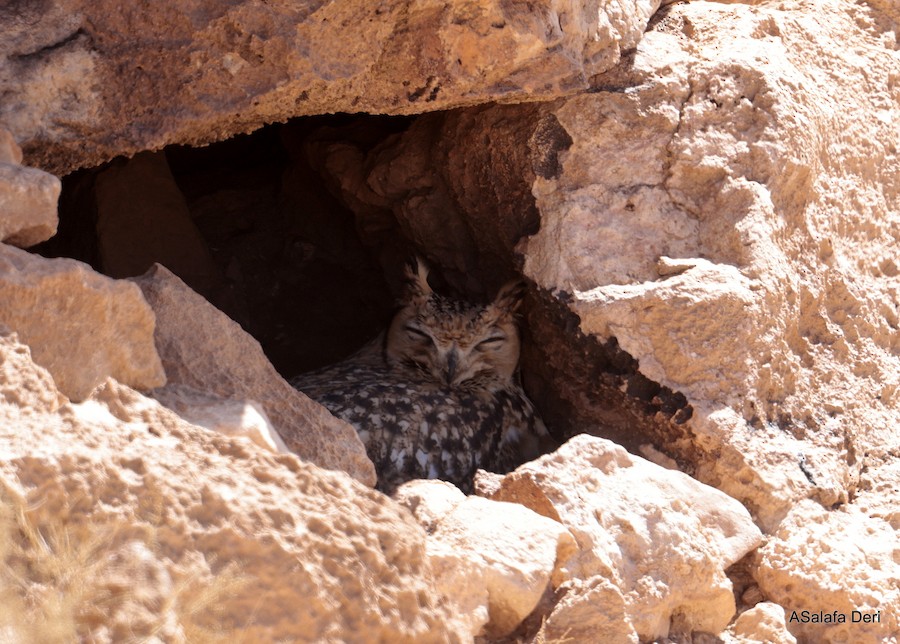 Pharaoh Eagle-Owl (Pharaoh) - eBird