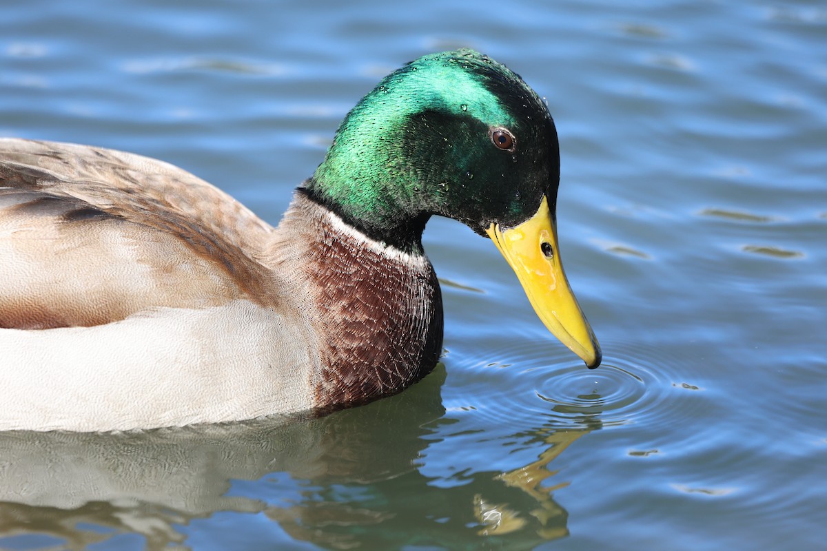 eBird Checklist - 3 Mar 2024 - Golden Gate Park--Chain of Lakes - 60 ...