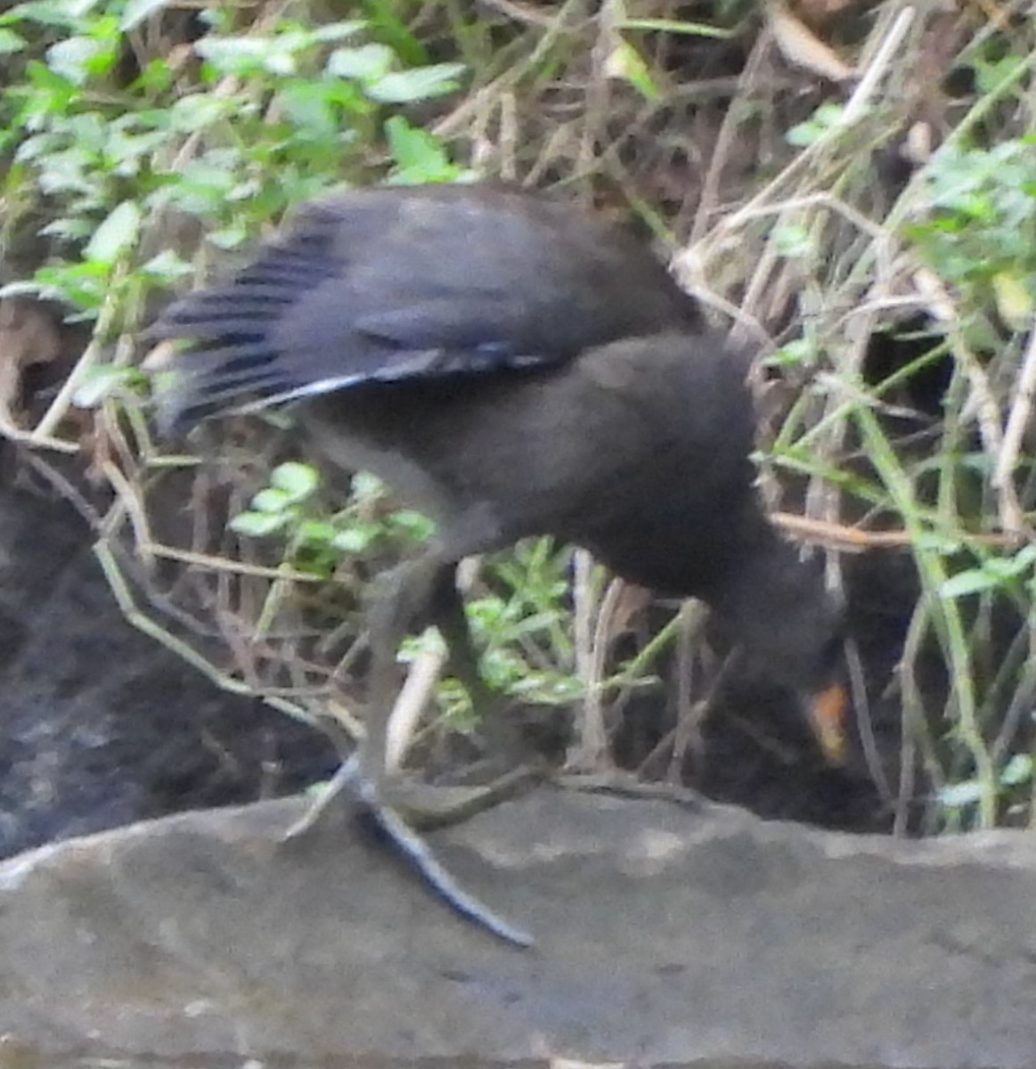 eBird Checklist - 3 Mar 2024 - Julatten Place Park (Upper Kedron) - 30 ...