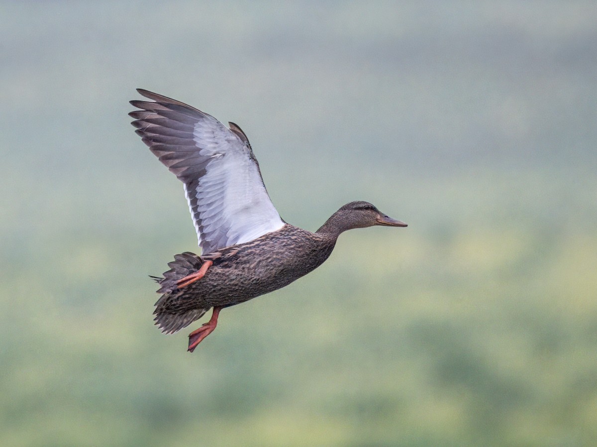 eBird Checklist - 3 Mar 2024 - Addicks Reservoir--N. of Clay Rd. - 45 ...
