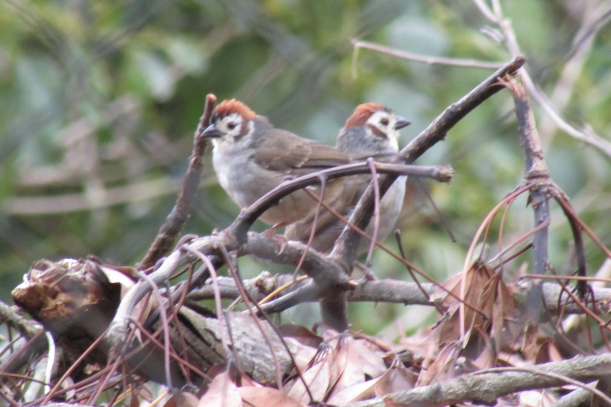 ML615607284 - White-faced Ground-Sparrow - Macaulay Library