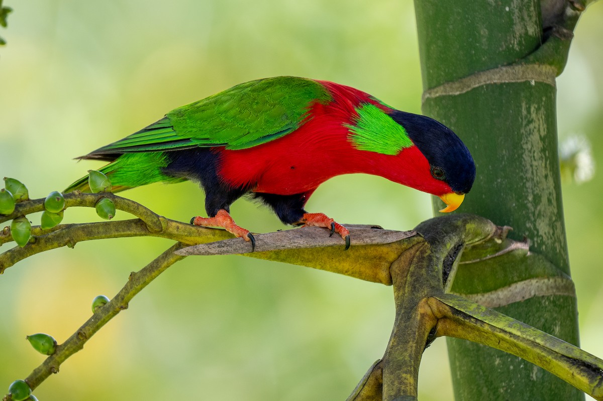 ML615652679 - Collared Lory - Macaulay Library