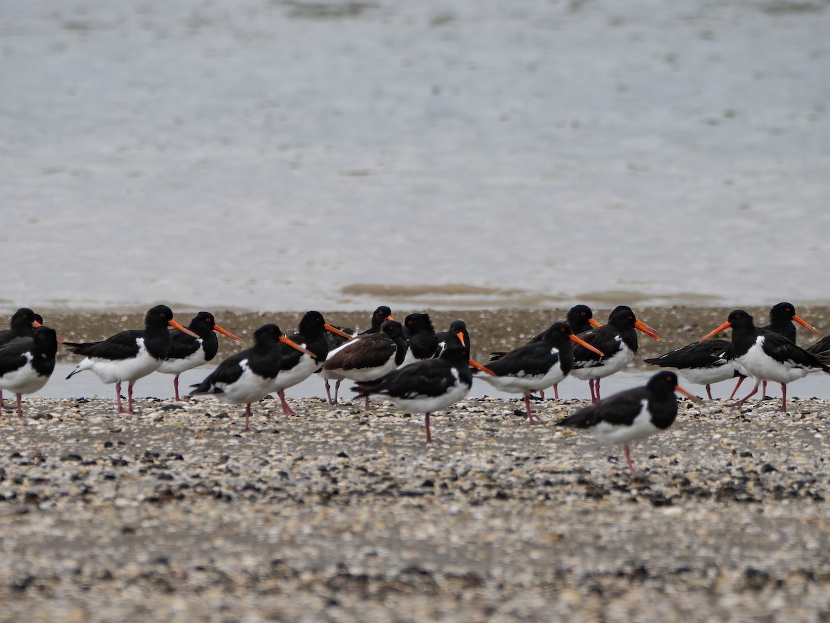 eBird Checklist - 5 Mar 2024 - Tahuna Torea Nature Reserve - 33 species ...