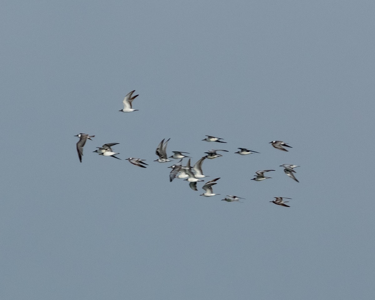 eBird Checklist - 2 Mar 2024 - Singapore Straits (including SG/Indo/M ...