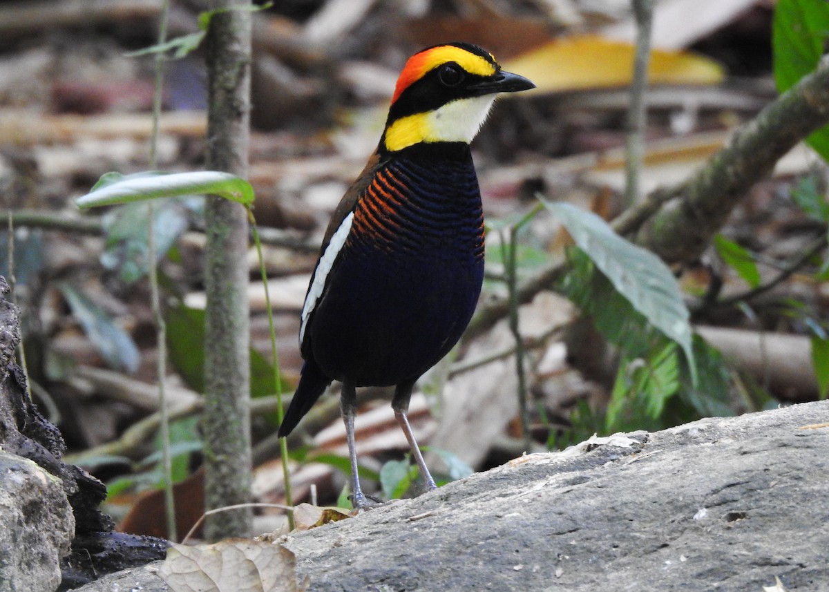 ML615670665 - Malayan Banded-Pitta - Macaulay Library