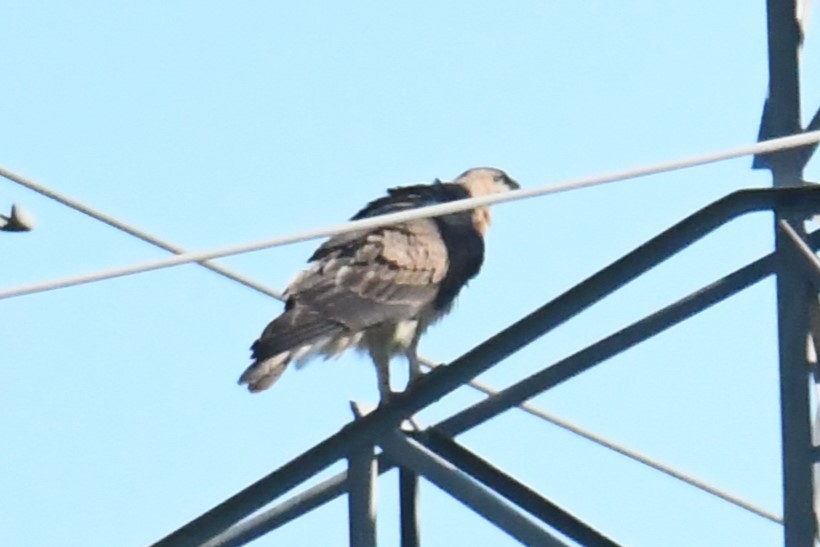 eBird Checklist - 5 Mar 2024 - Sureste PNat--campos entorno al ...