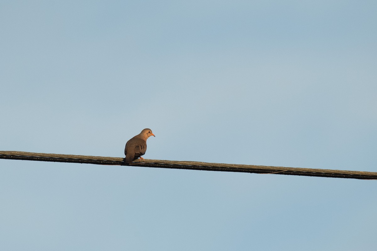 eBird Checklist - 5 Mar 2024 - Frog Pond WMA--Lucky Hammock - 39 species