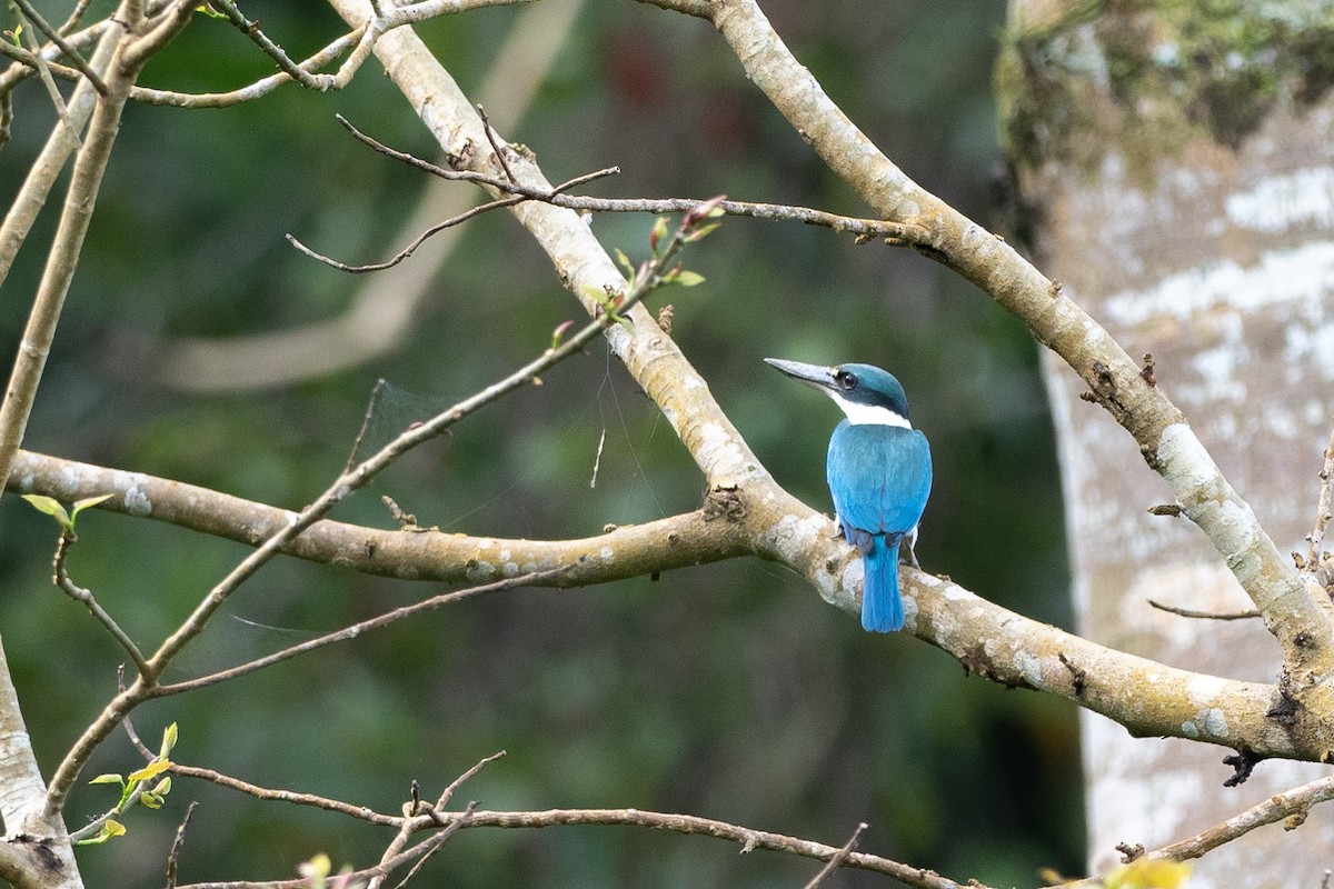 eBird Checklist - 11 Feb 2023 - Tabunan, Cebu City - 24 species