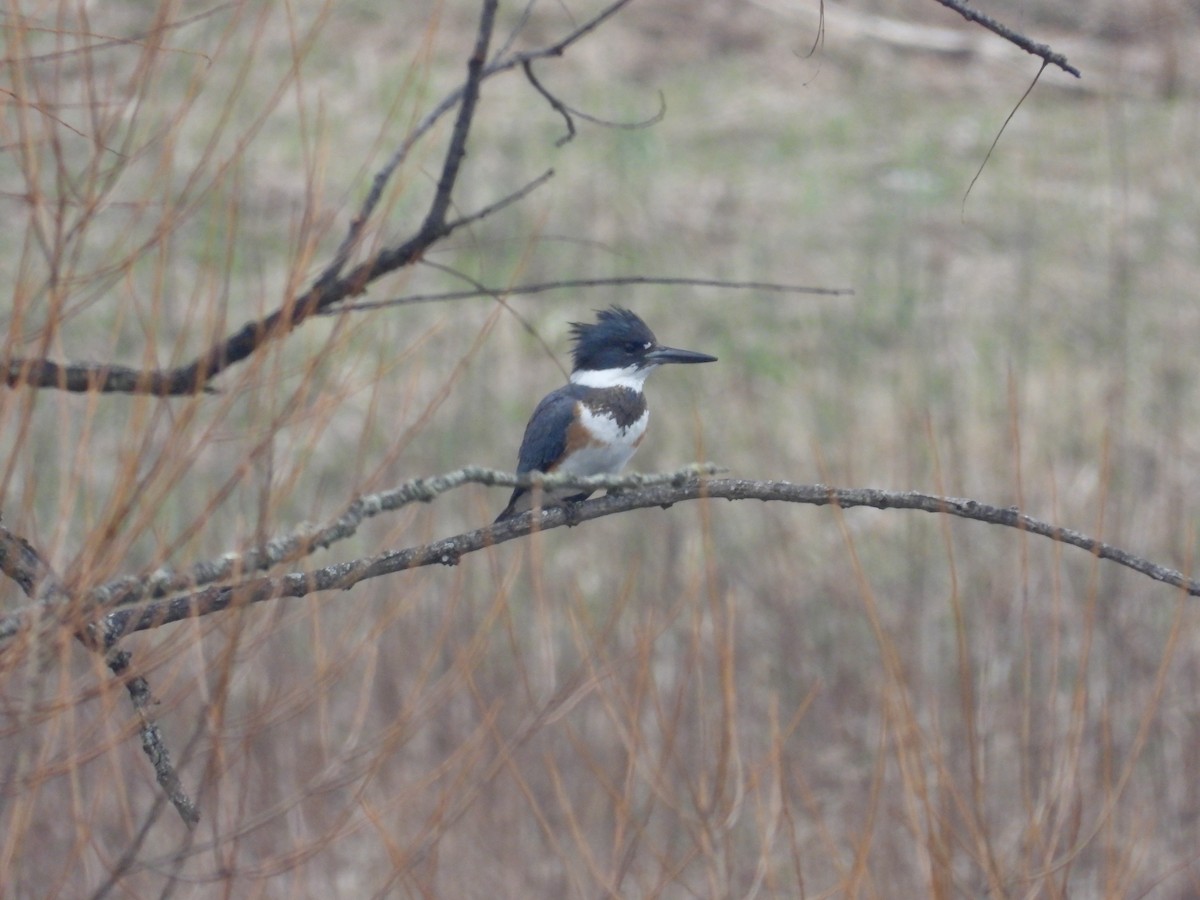 Pennsylvania Bird Atlas Checklist - 6 Mar 2024 - Red Knob Farm 1682 ...