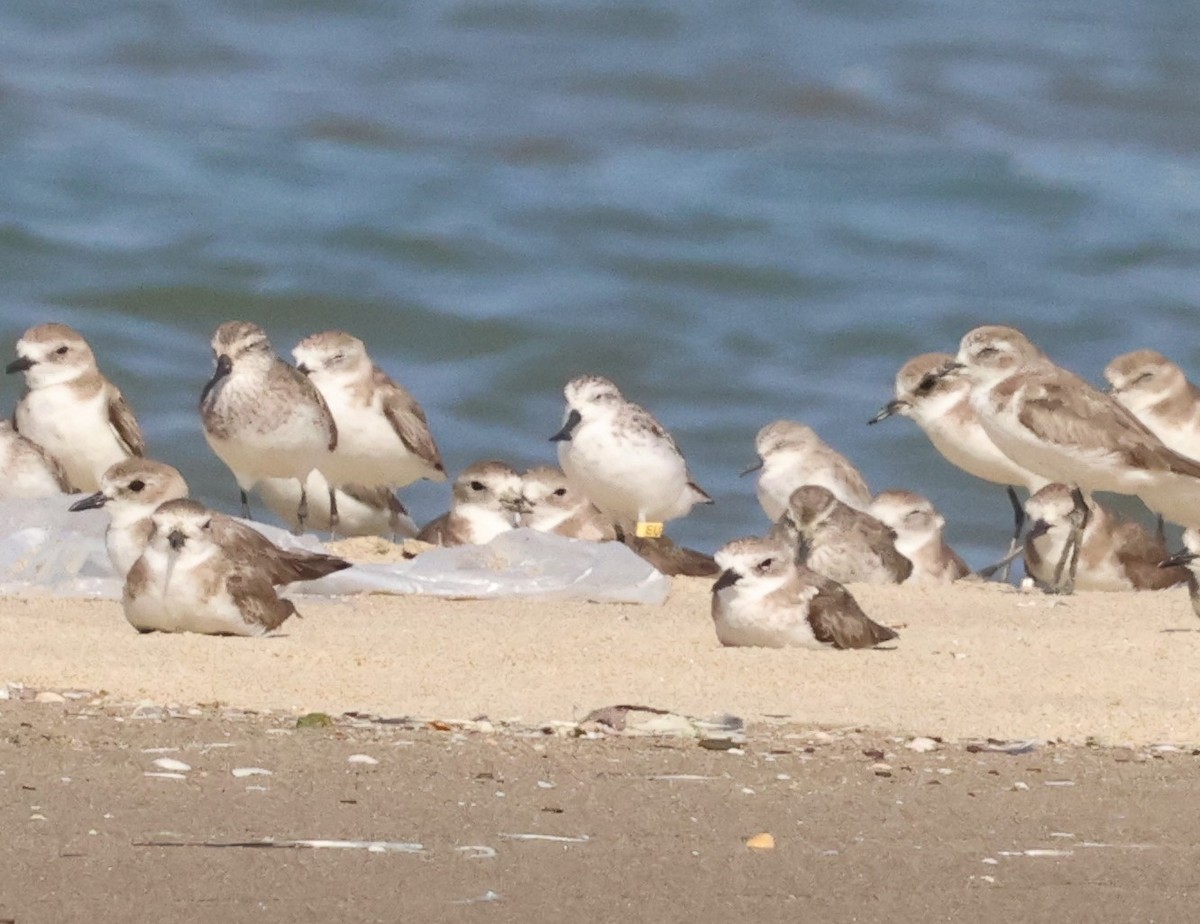 eBird Checklist - 2 Mar 2024 - Sonadia Island (Cox's Bazar) - 19 species