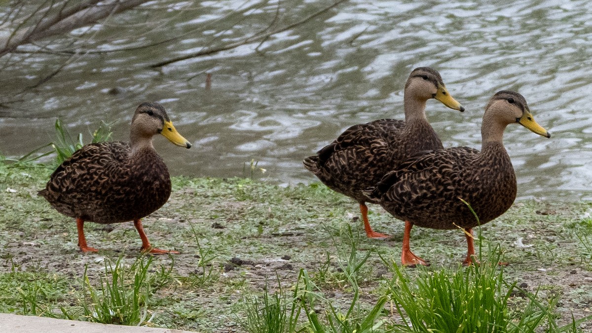 ML615747719 - Mottled Duck - Macaulay Library