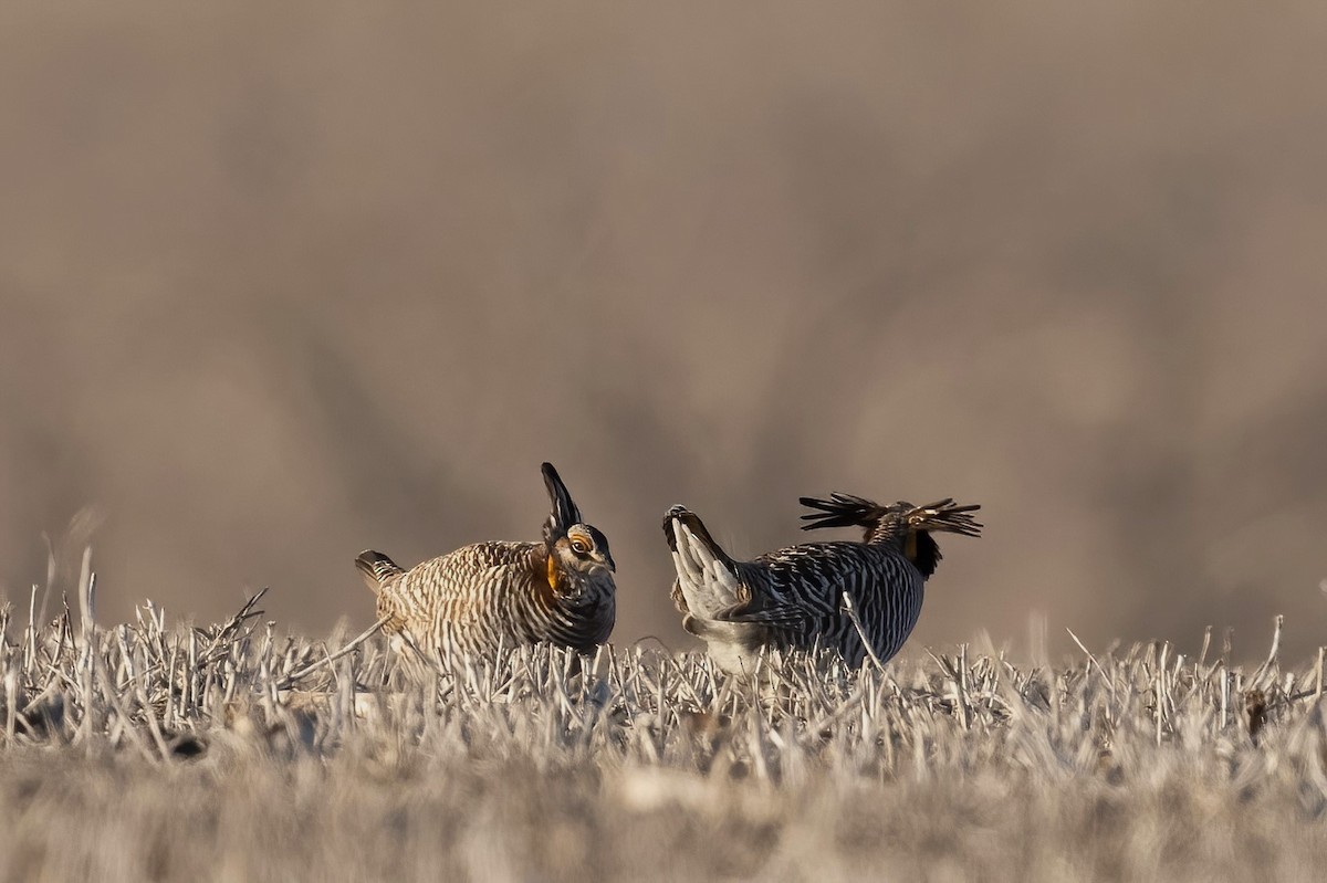 eBird Checklist - 7 Mar 2024 - 25th & U prairie-chicken lek - 2 species