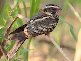 Mexico - eBird