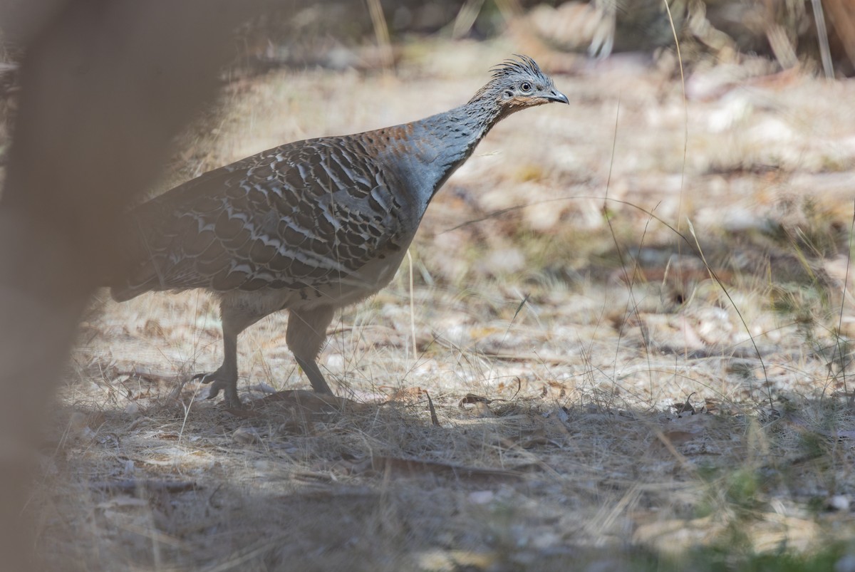 eBird Checklist - 4 Mar 2024 - Mount Scott Conservation Park - 6 species