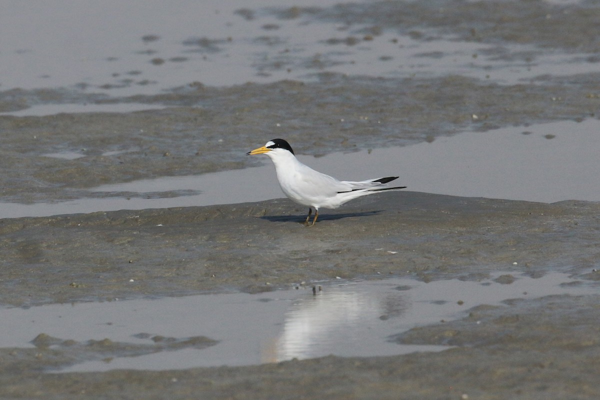 ML615776400 - Saunders's Tern - Macaulay Library