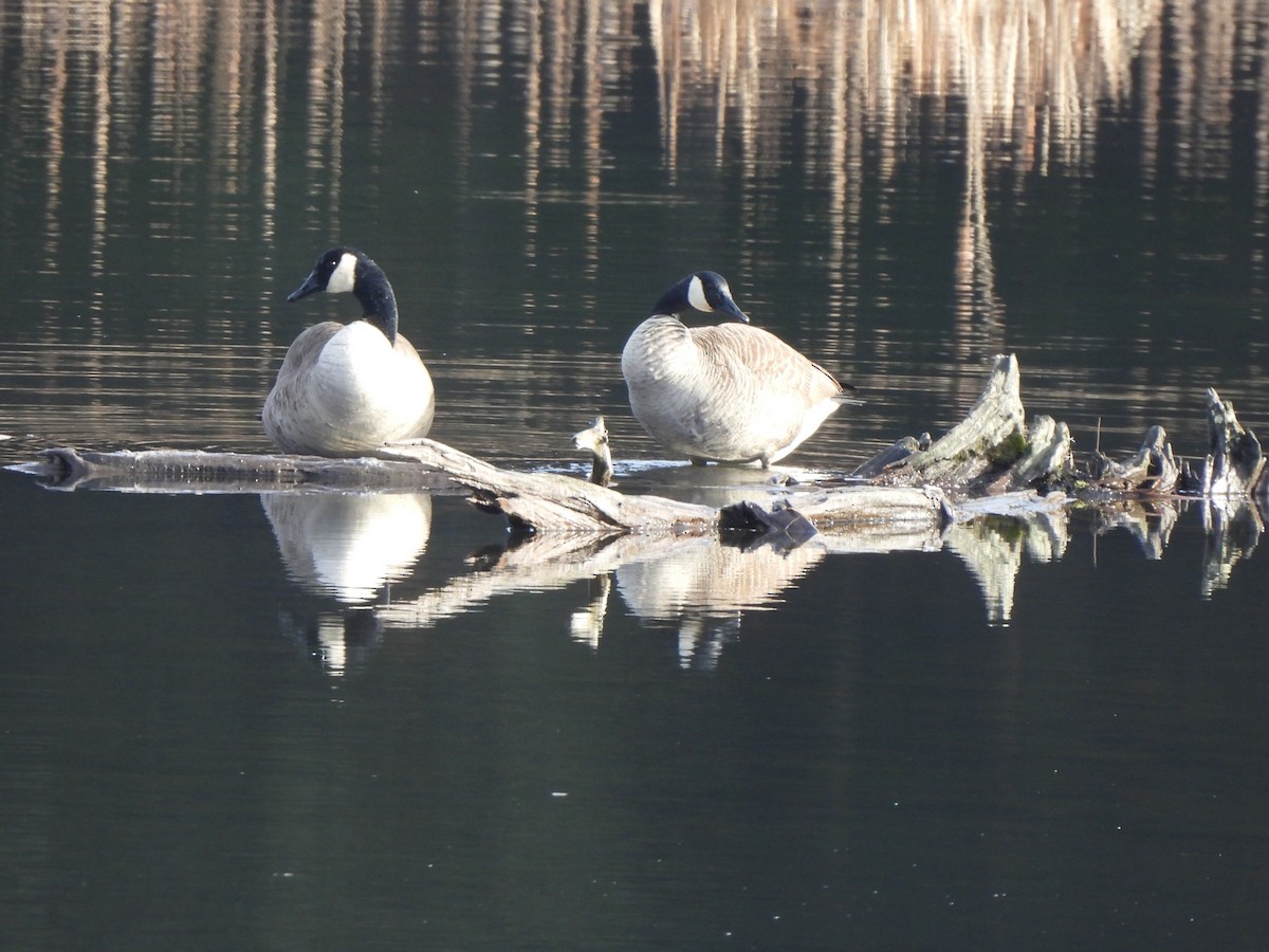 Pennsylvania Bird Atlas Checklist - 8 Mar 2024 - Harford NW, Harford Road Wetland - 13 species