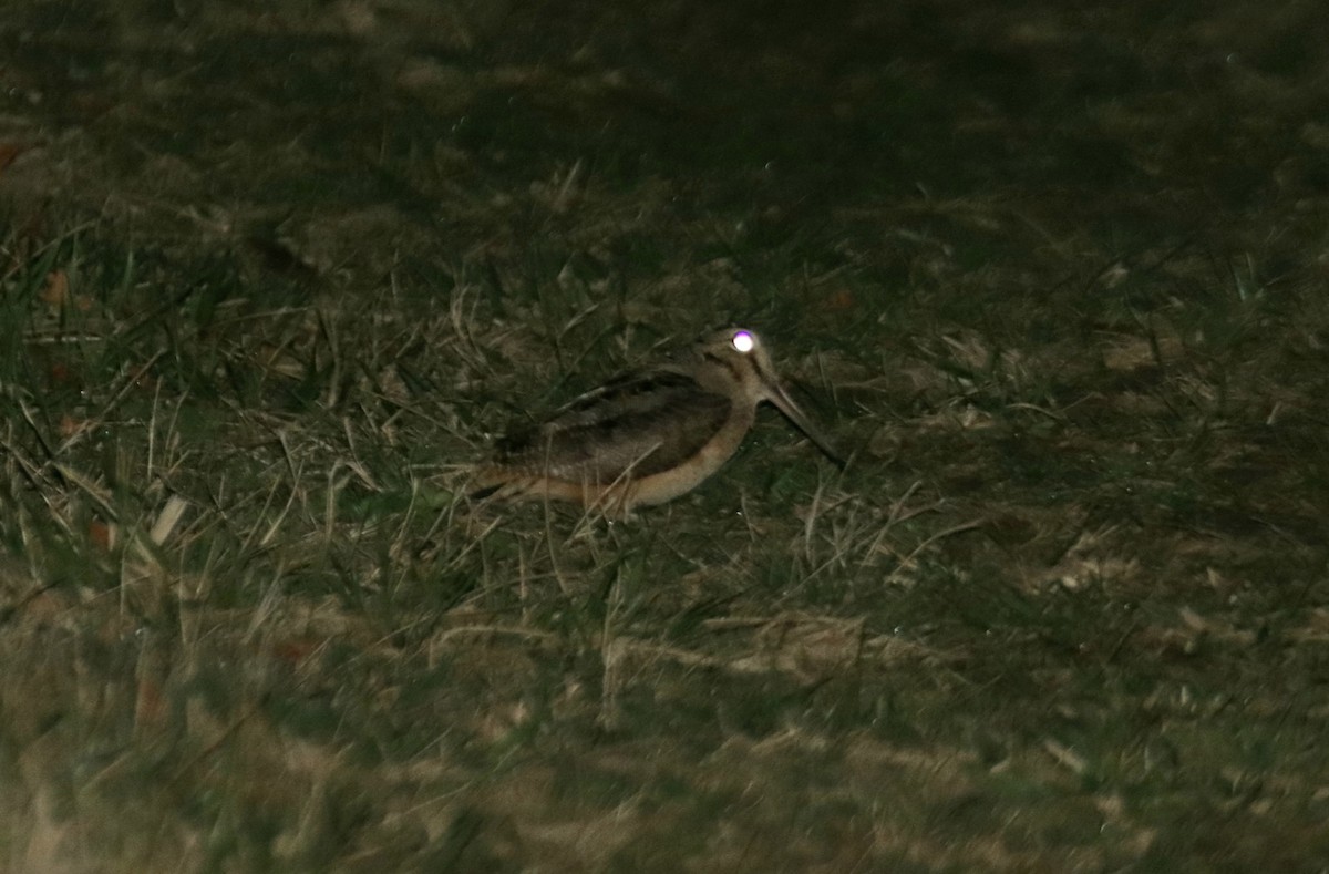 eBird Checklist - 7 Mar 2024 - Rock Springs Center (Macon Co.) - 1 species